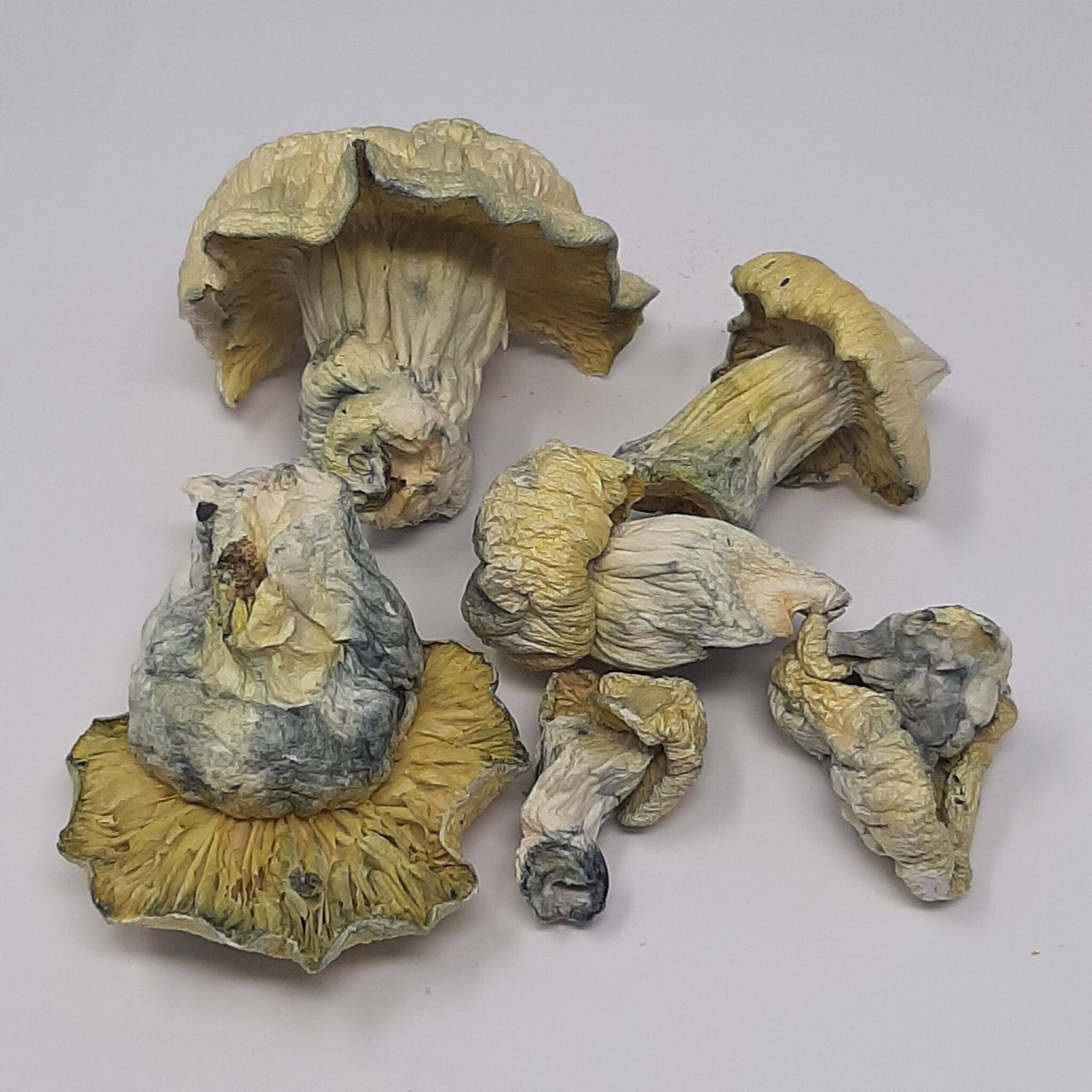 AAAA Albino Thai Lipa Magic Mushrooms - GreenLeaf Express
